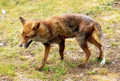 Achtung Fuchsräude!!! - Hundeschule Ziemer